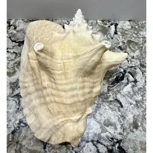 Fish | Queen Conch Sea Shell 9 Large Pink Beach Coastal Decoration ...